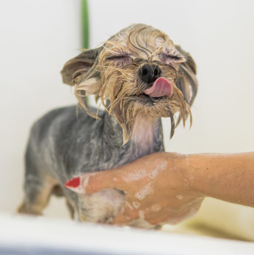 Perros archivos vetmasagro.com