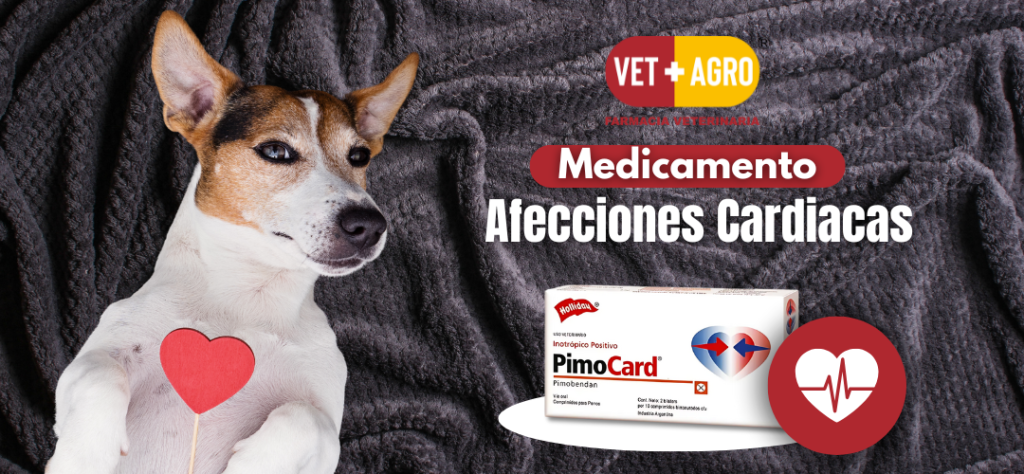 ¿Para qué sirve el Pimocard? Dosis y efectos secundarios - vetmasagro.com